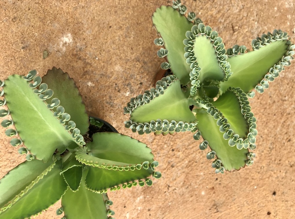 Aranto: Conheça os benefícios da planta medicinal - Mais Saúde